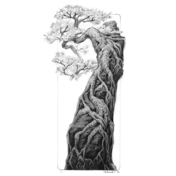Root - Graphite Drawing – BoxWood Board Designs