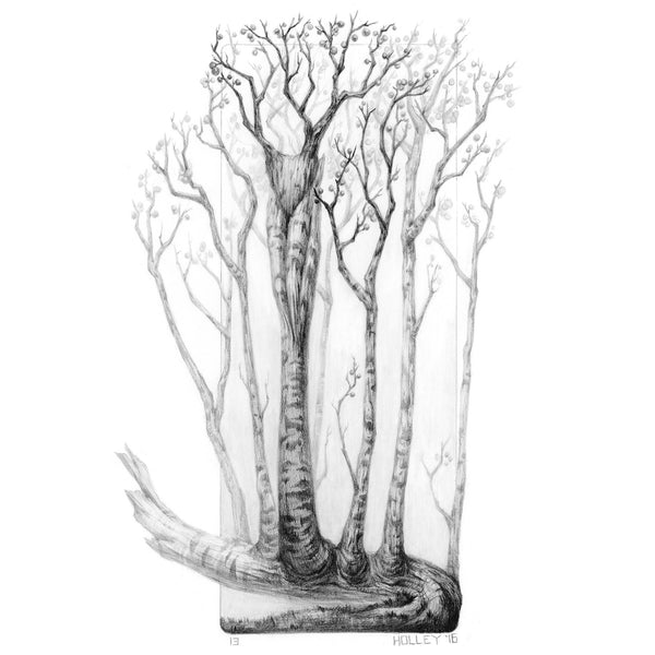 Mantodea - Graphite Drawing – BoxWood Board Designs